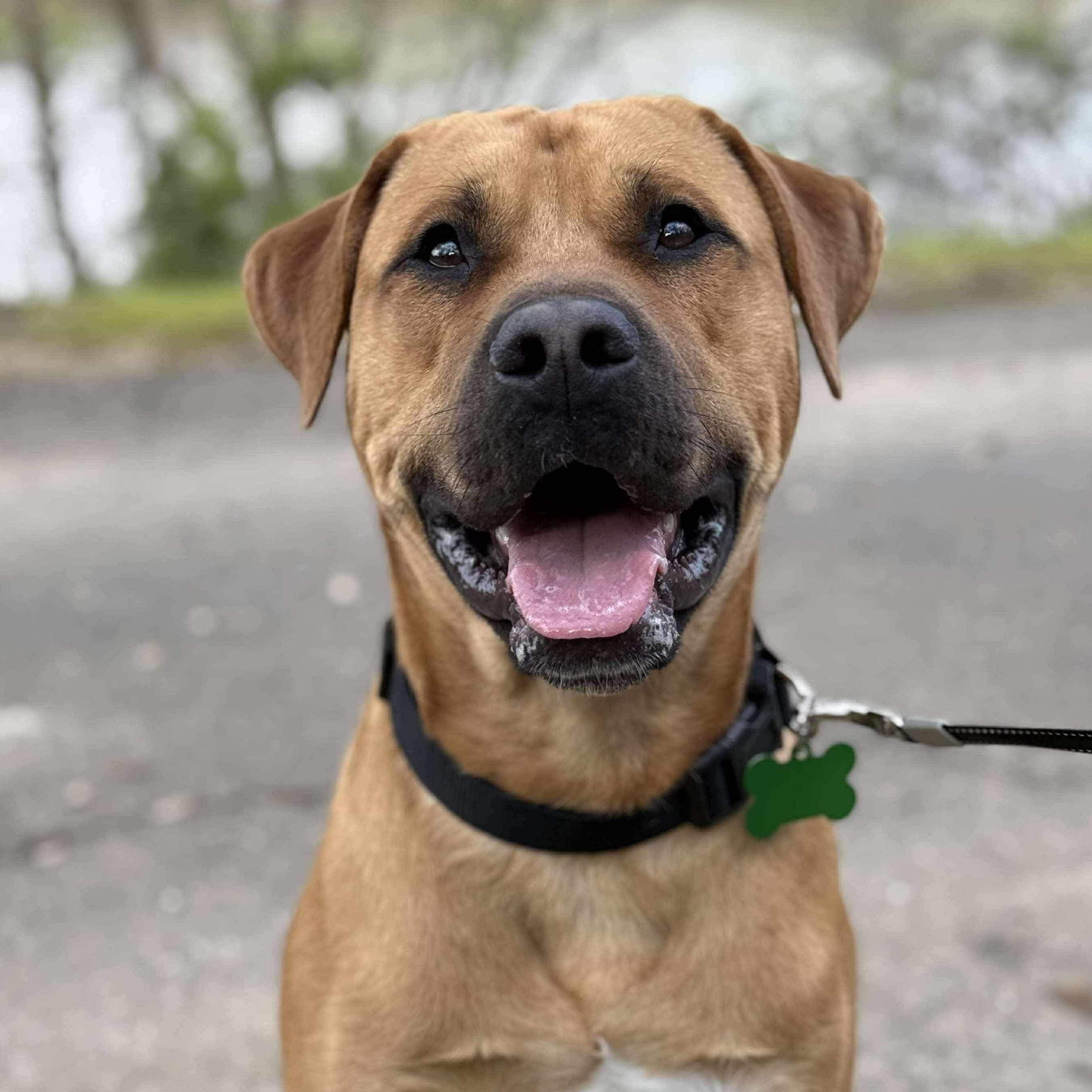 Dog for adoption - Rookie, a Black Mouth Cur Mix in Baltimore, MD ...