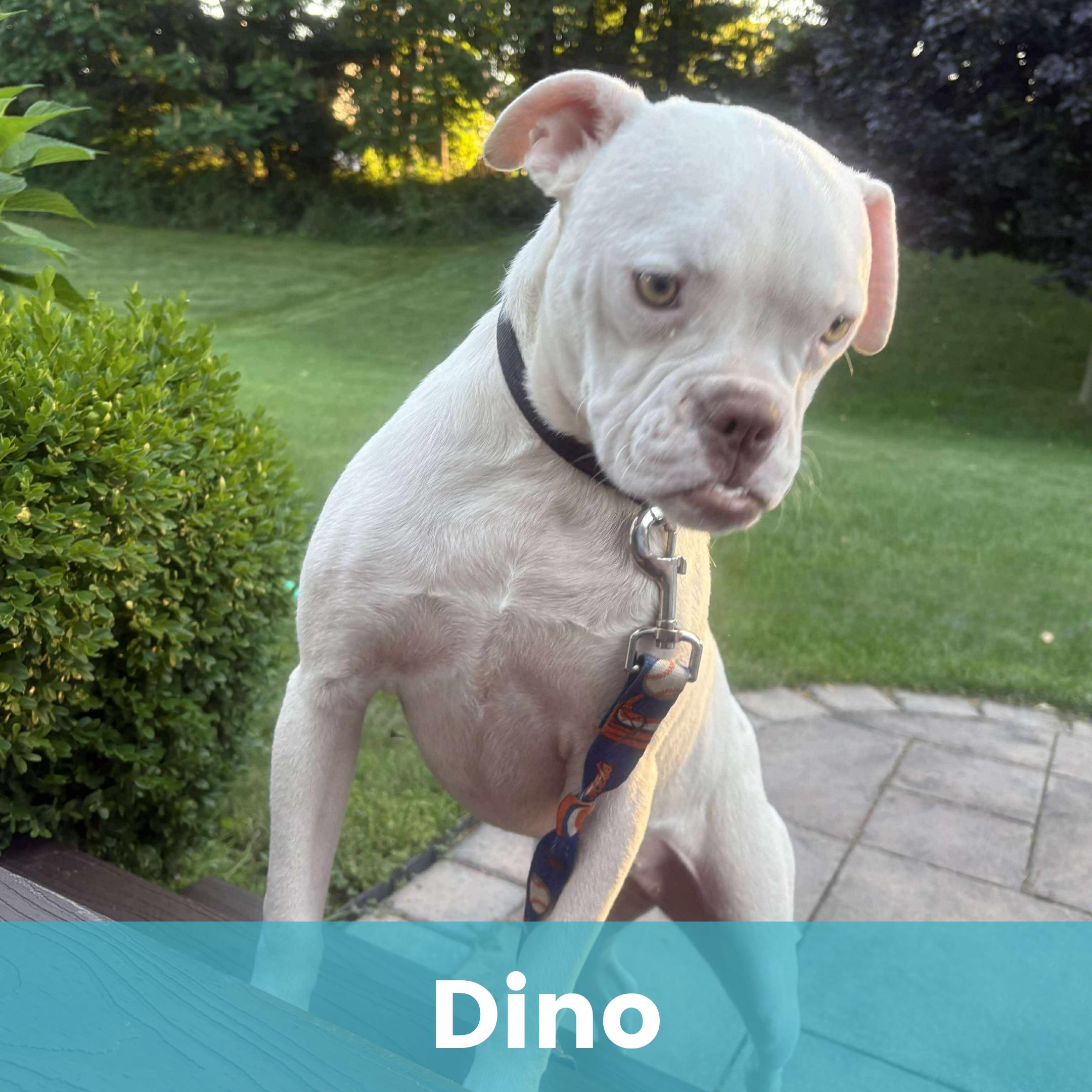 Dog for adoption - Dino, a Mixed Breed in Rochester , NY | Petfinder