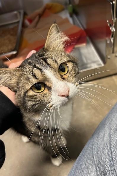 Cat for adoption - Harris, a Domestic Short Hair in Juneau, AK | Petfinder