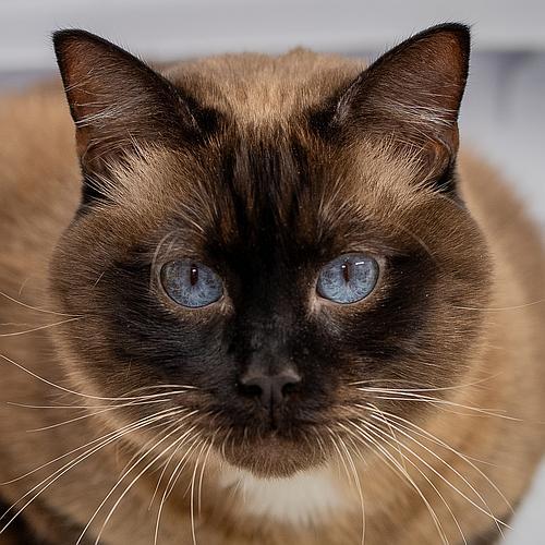 Cat for adoption - MADDOX, an Applehead Siamese Mix in Sequim, WA ...