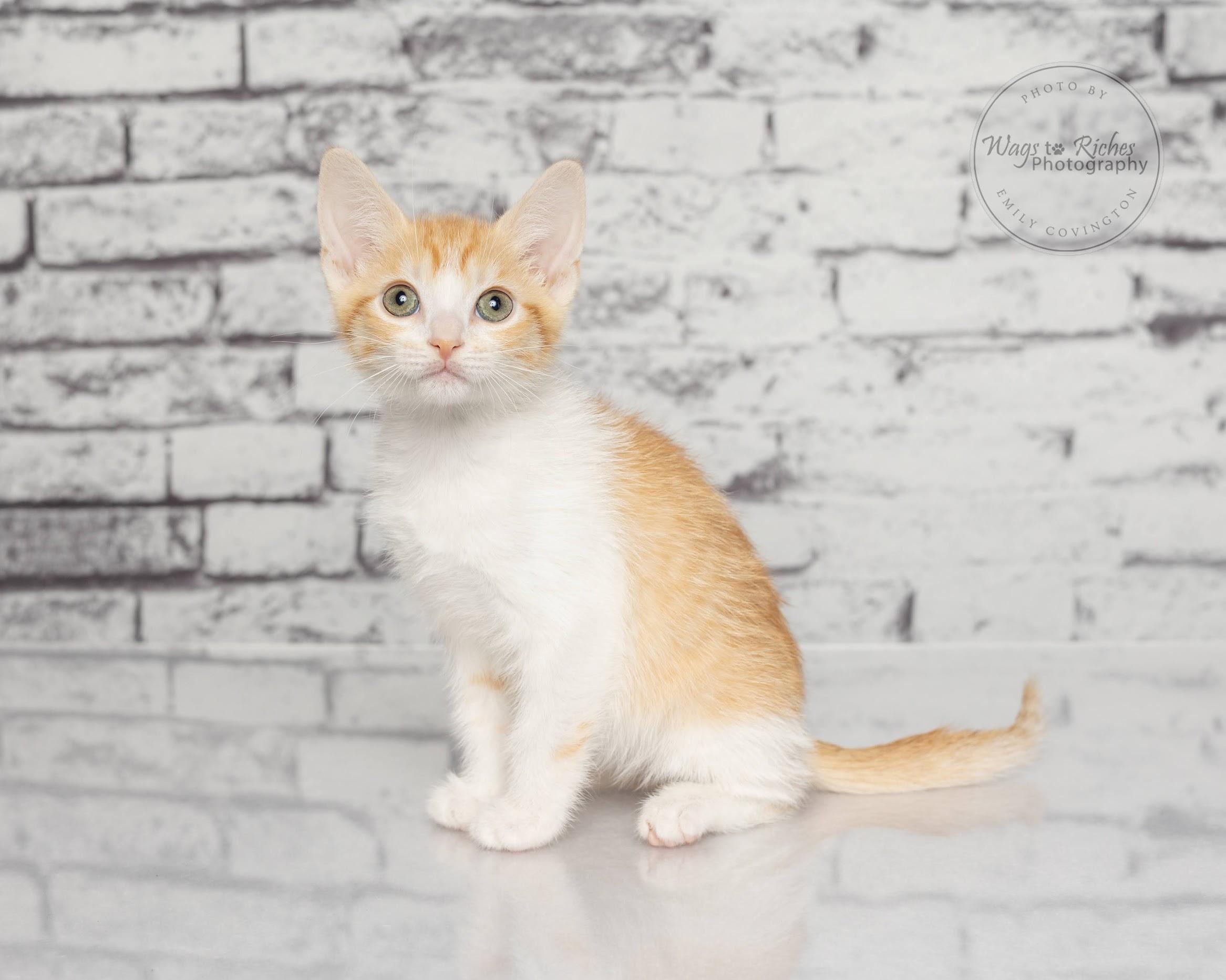 Cat for adoption - Tammy - Adopted, a Domestic Short Hair & Tabby Mix ...