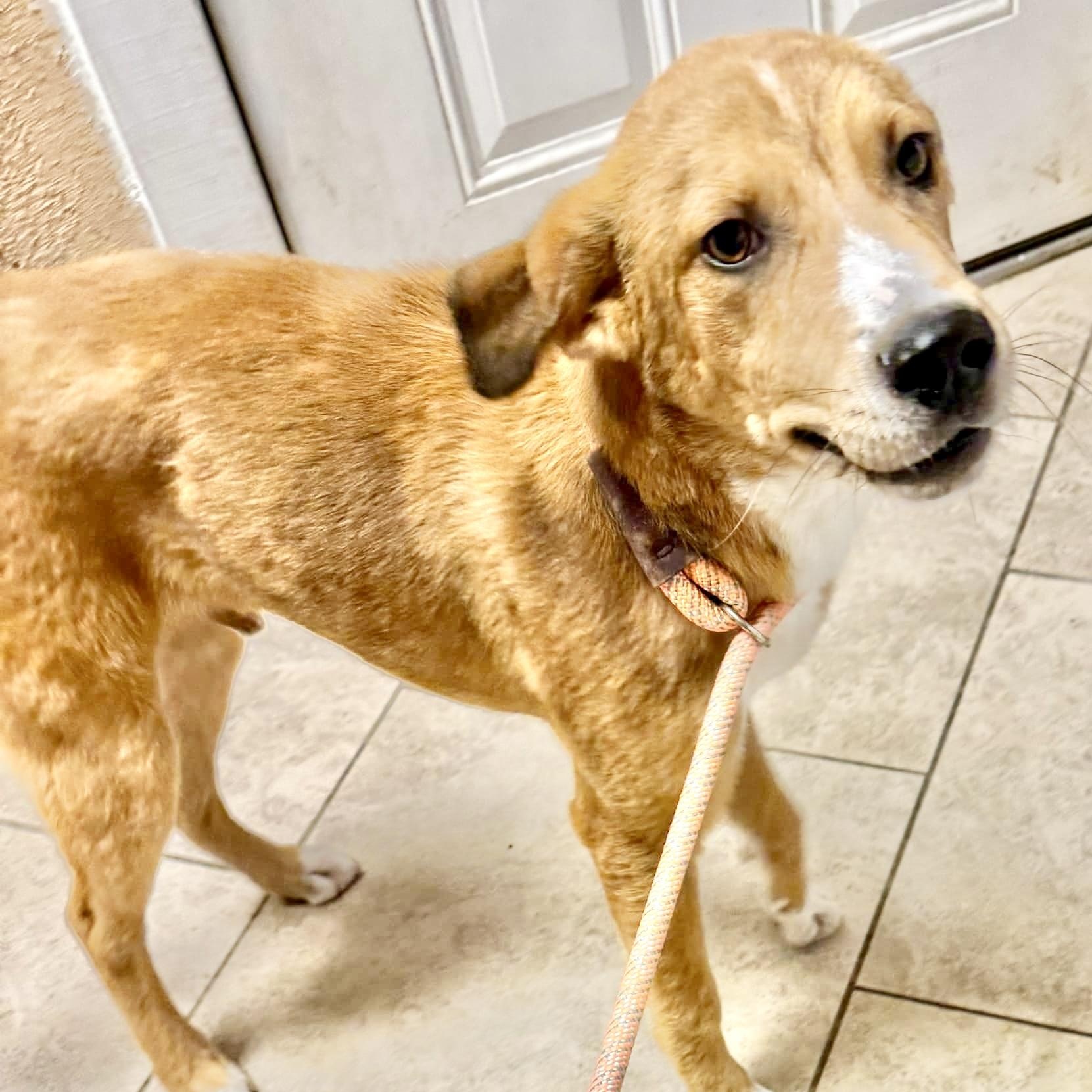 Dog for adoption - Leo, a Golden Retriever & Australian Cattle Dog / Blue Heeler Mix in Eagan ...