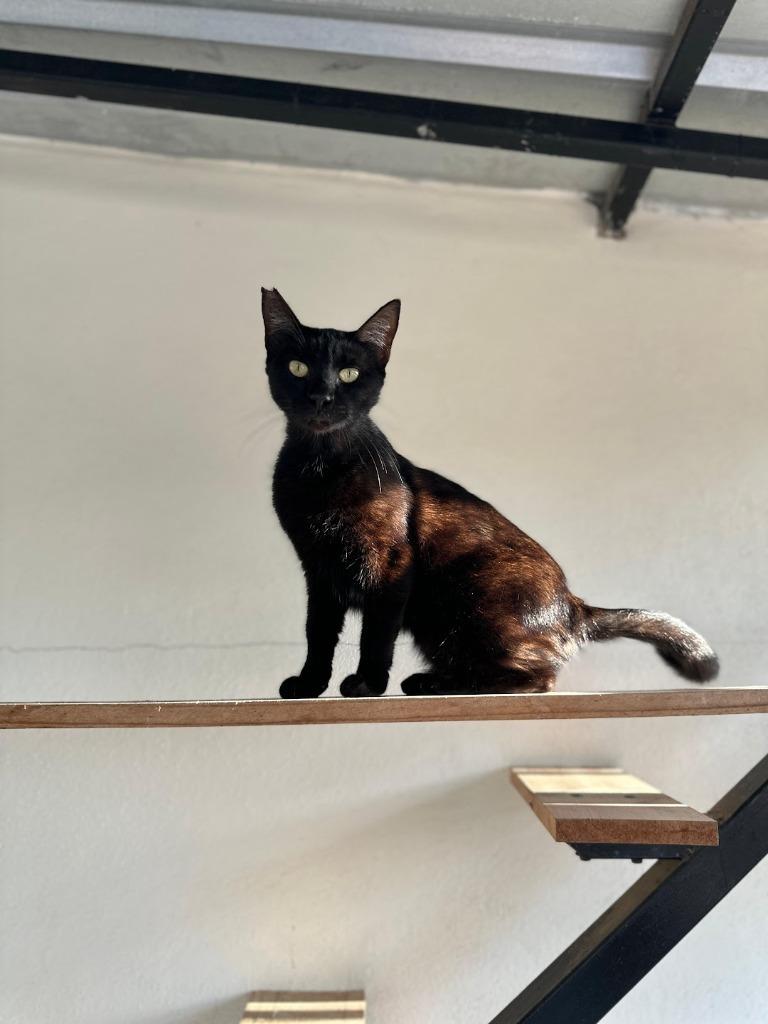 Cat for adoption - Flobella (Flo), a Domestic Short Hair Mix in Calgary ...