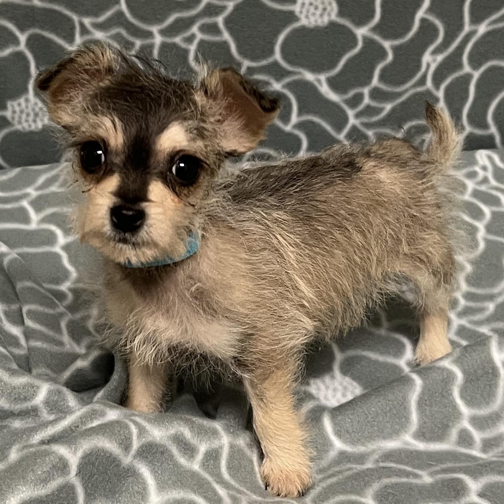 Tank - Adoptable Pet | Petfinder | Petfinder
