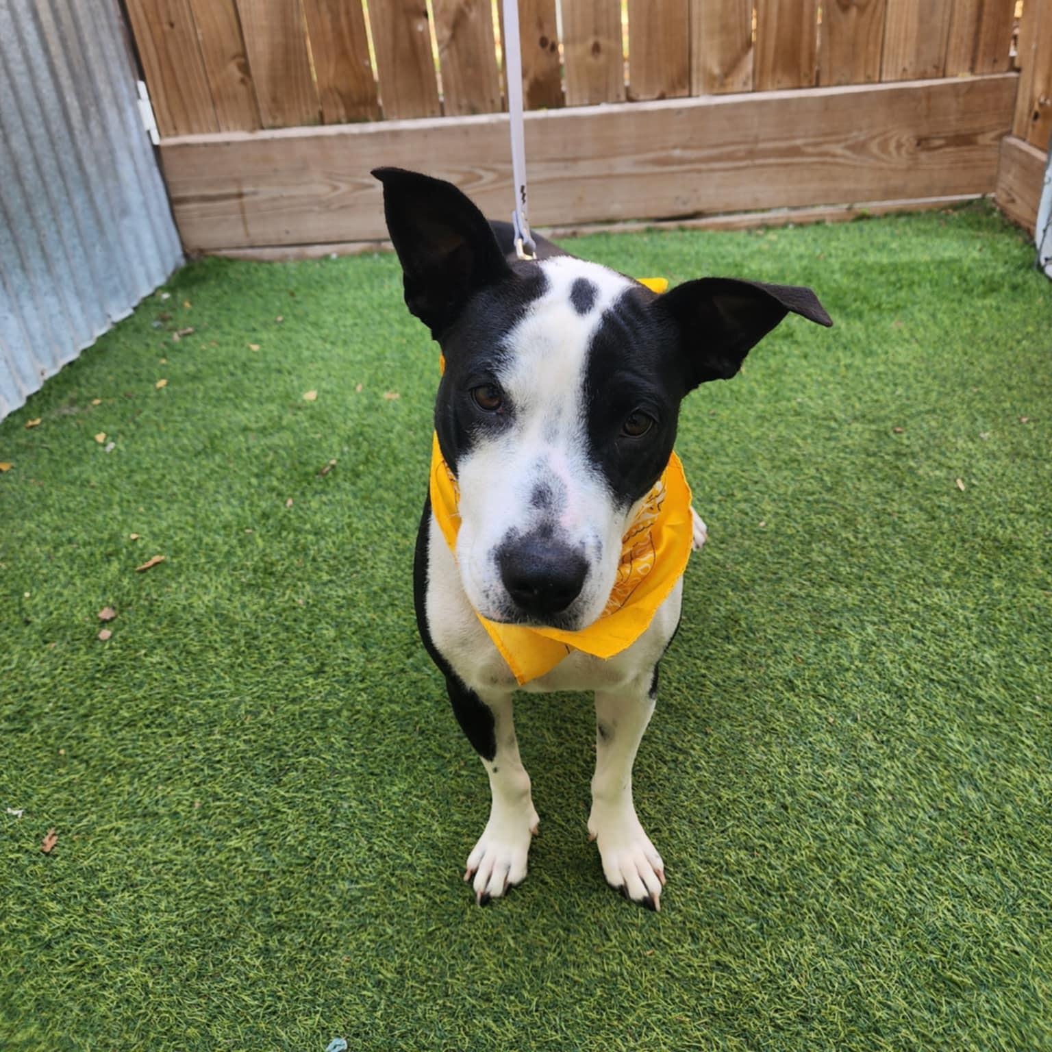 Dog for adoption - Lacey, a Labrador Retriever Mix in Abbotsford, BC ...