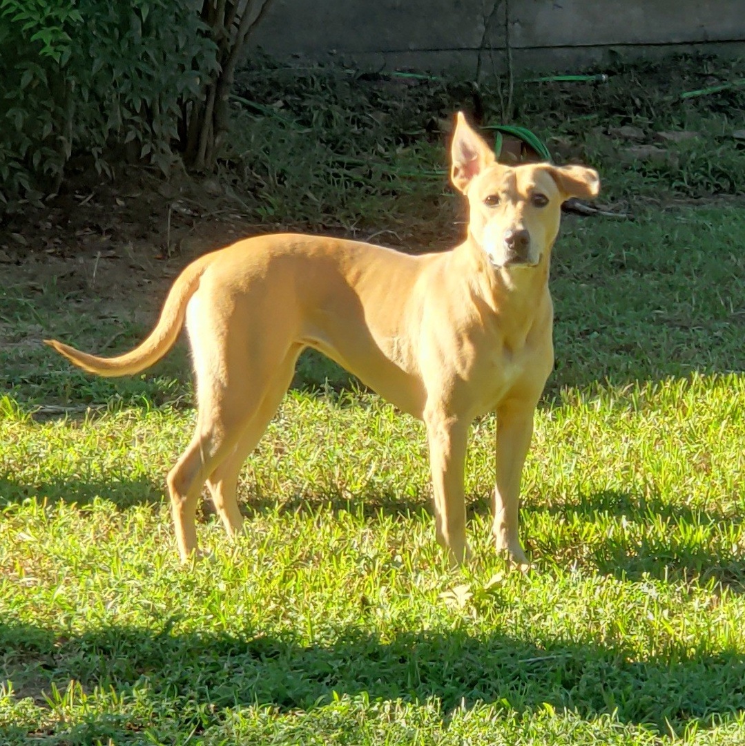 Dog for adoption - Ditto, a Labrador Retriever Mix in Portland, ME ...