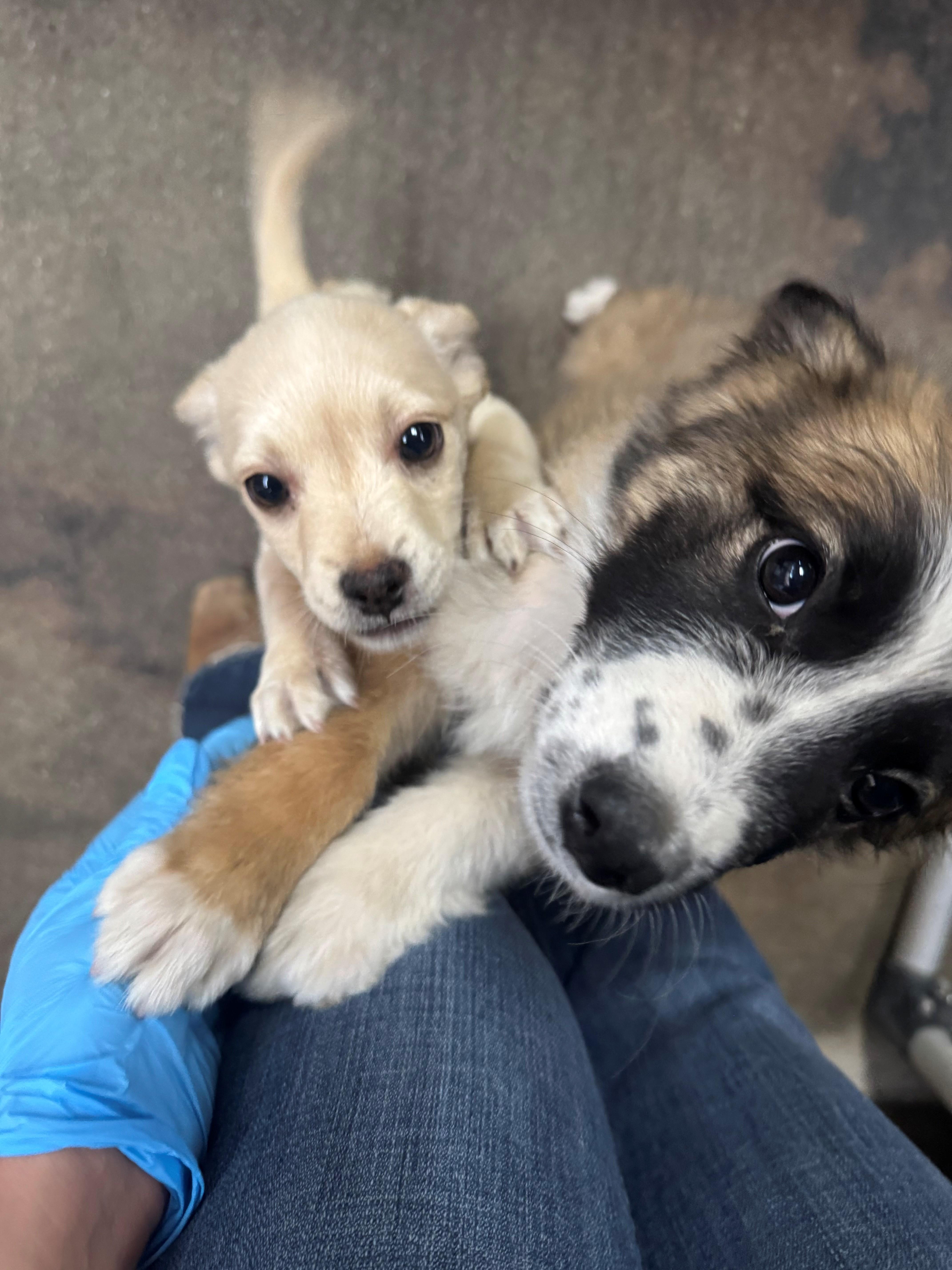 Dog for adoption - SADIE ( AVAILABLE: 6/26/25), a Saint Bernard ...