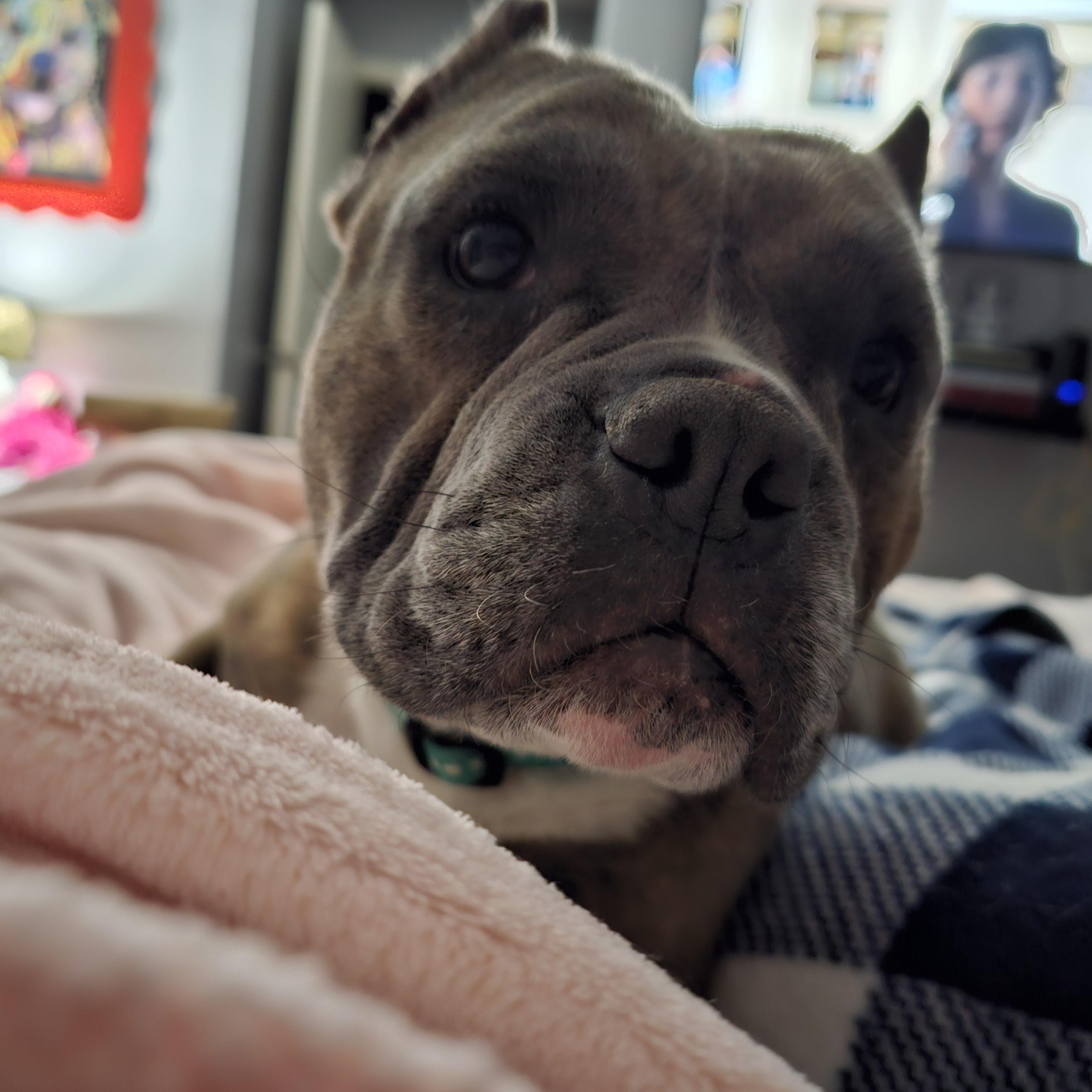 Dog for adoption - Mia, a Terrier Mix in Cheyenne, WY | Petfinder