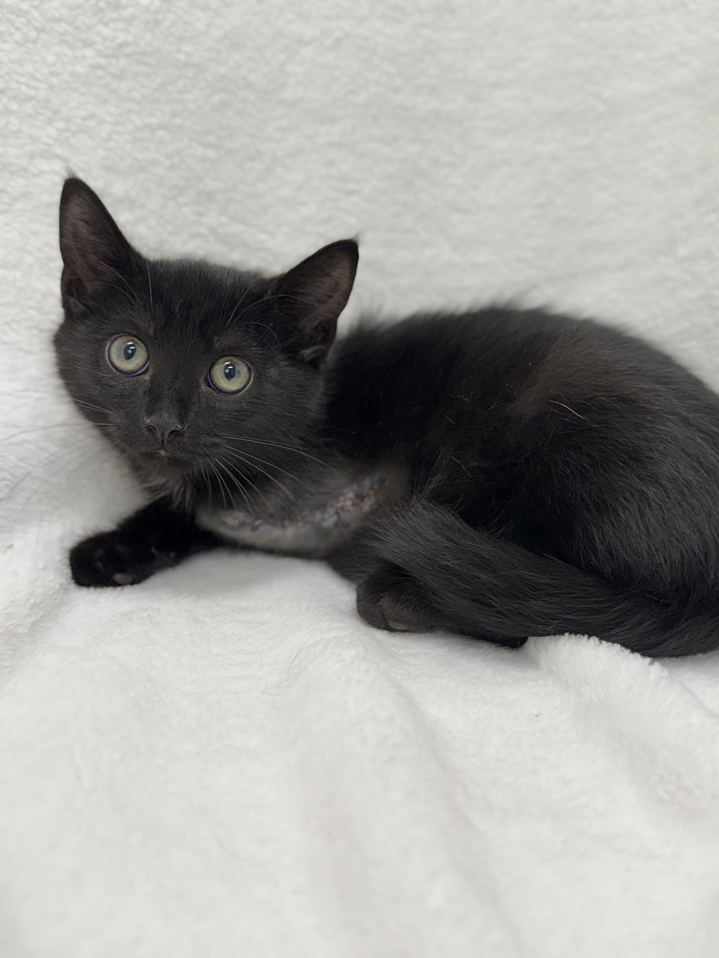 Cat for adoption - Nemo, a Domestic Short Hair in Greensboro, NC ...