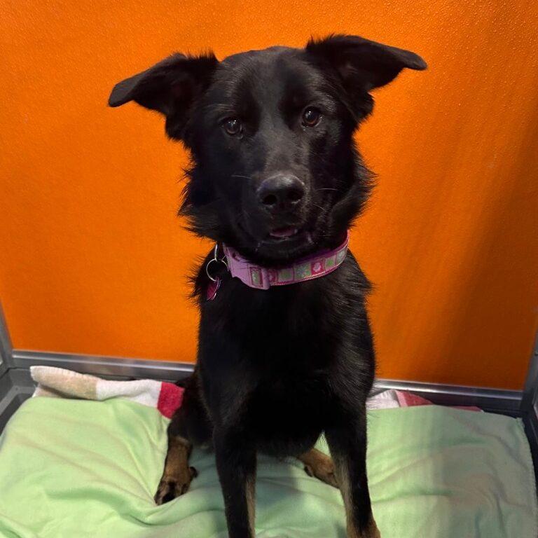 Dog for adoption - Estelle, a German Shepherd Dog Mix in Calgary, AB ...