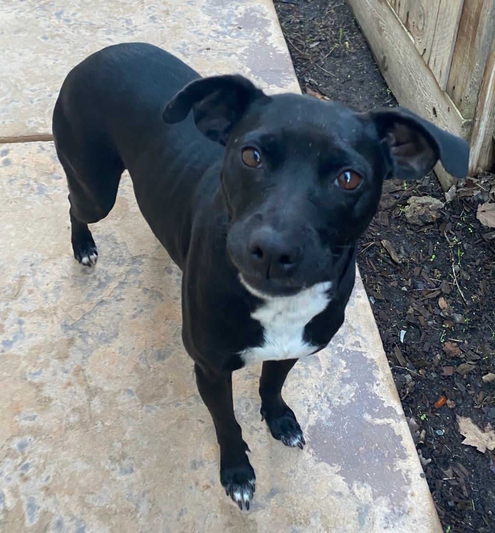 Dog for adoption - Darling, a Labrador Retriever & Feist Mix in Merced ...