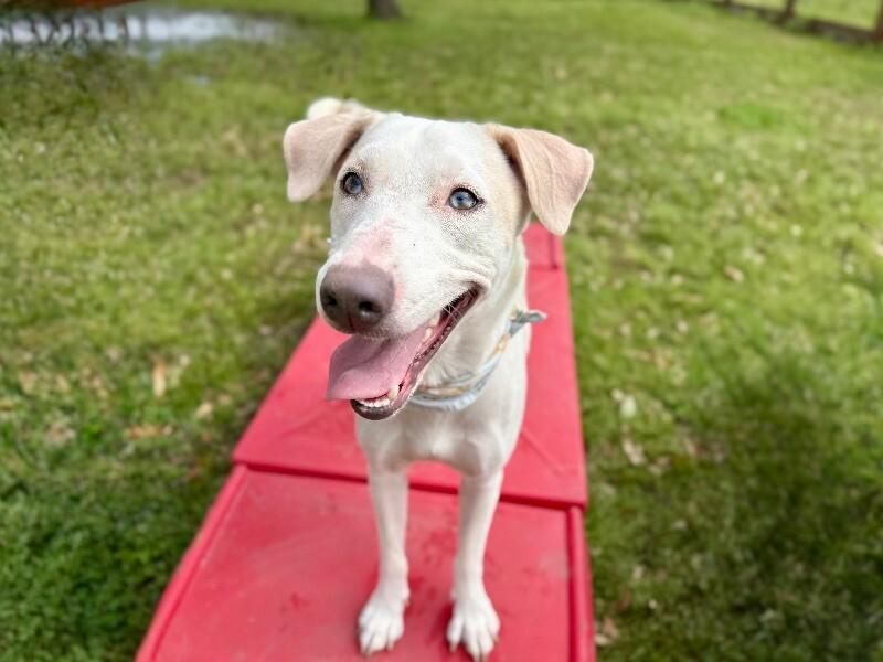 Dog for adoption - Sweetheart the Gentle, Adoring Dream Family Girl, a ...