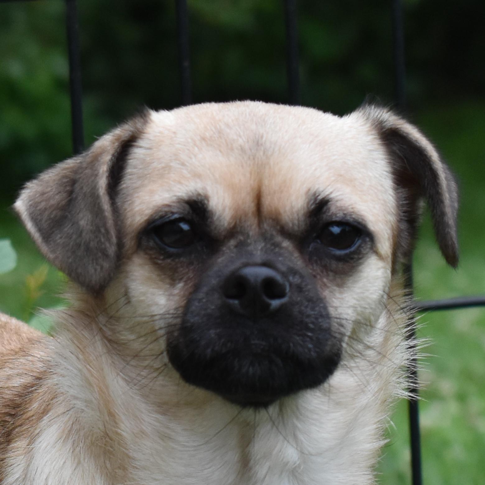 Dog for adoption - Kiwi, a Chug in Auburn, NE | Petfinder