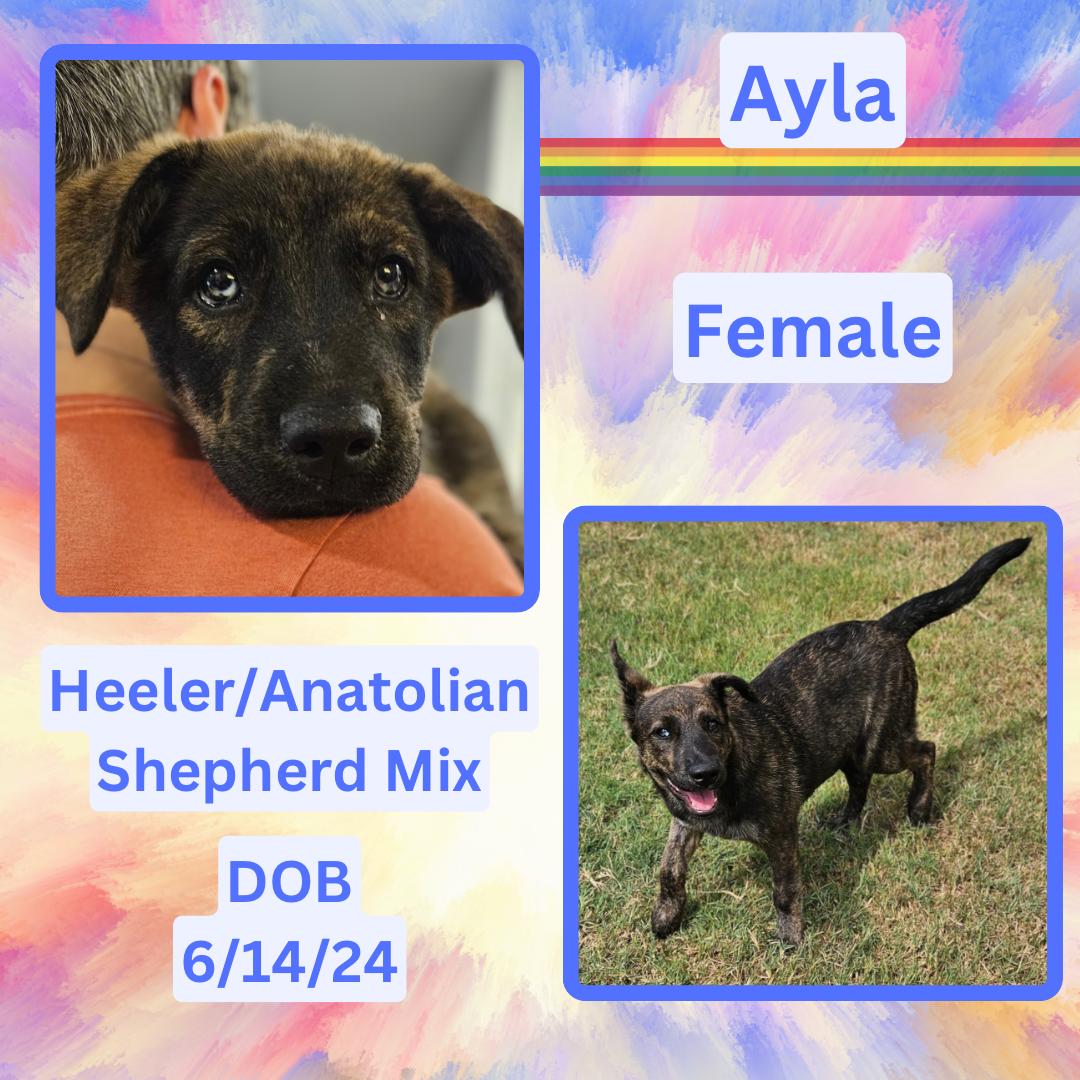 Dog for adoption - Ayla, an Anatolian Shepherd & Australian Cattle Dog / Blue Heeler Mix in ...