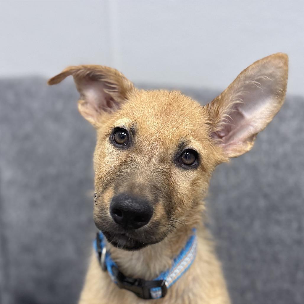 Dog for adoption - BoBo, a German Shepherd Dog Mix in Monticello, IA ...