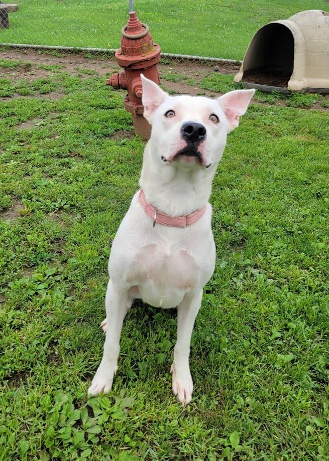 Dog for adoption - PRINCESS 225-25 (CELL PROGRAM), a Collie & Shepherd ...