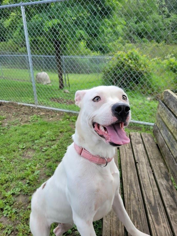 Dog for adoption - PRINCESS 225-25 (CELL PROGRAM), a Collie & Shepherd ...