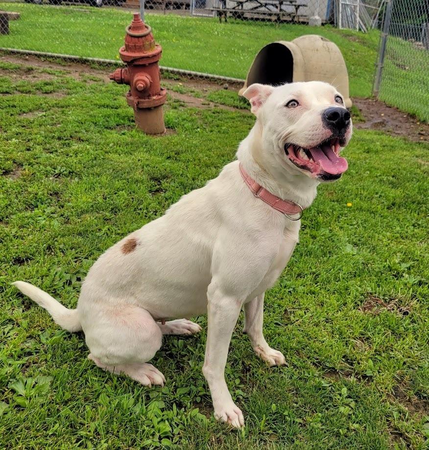 Dog for adoption - PRINCESS 225-25, a Collie & Shepherd Mix in ...