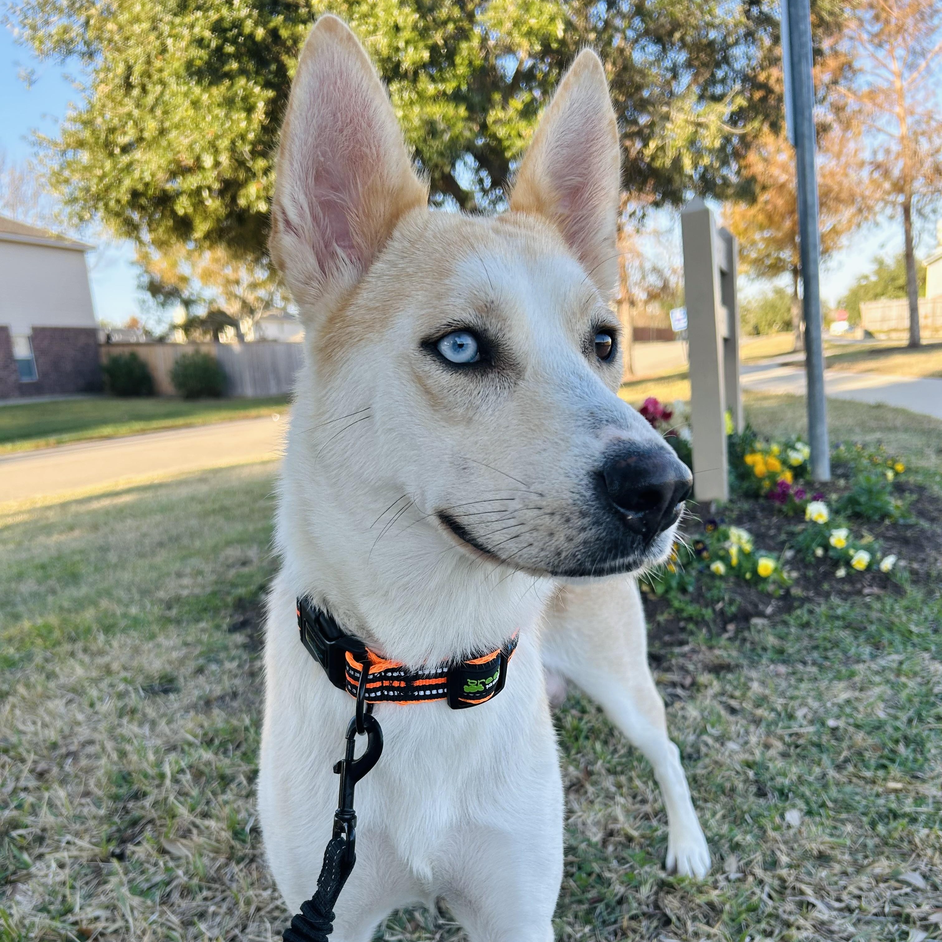 Dog for adoption - LITA, a Husky & German Shepherd Dog Mix in Bellevue, WA | Petfinder