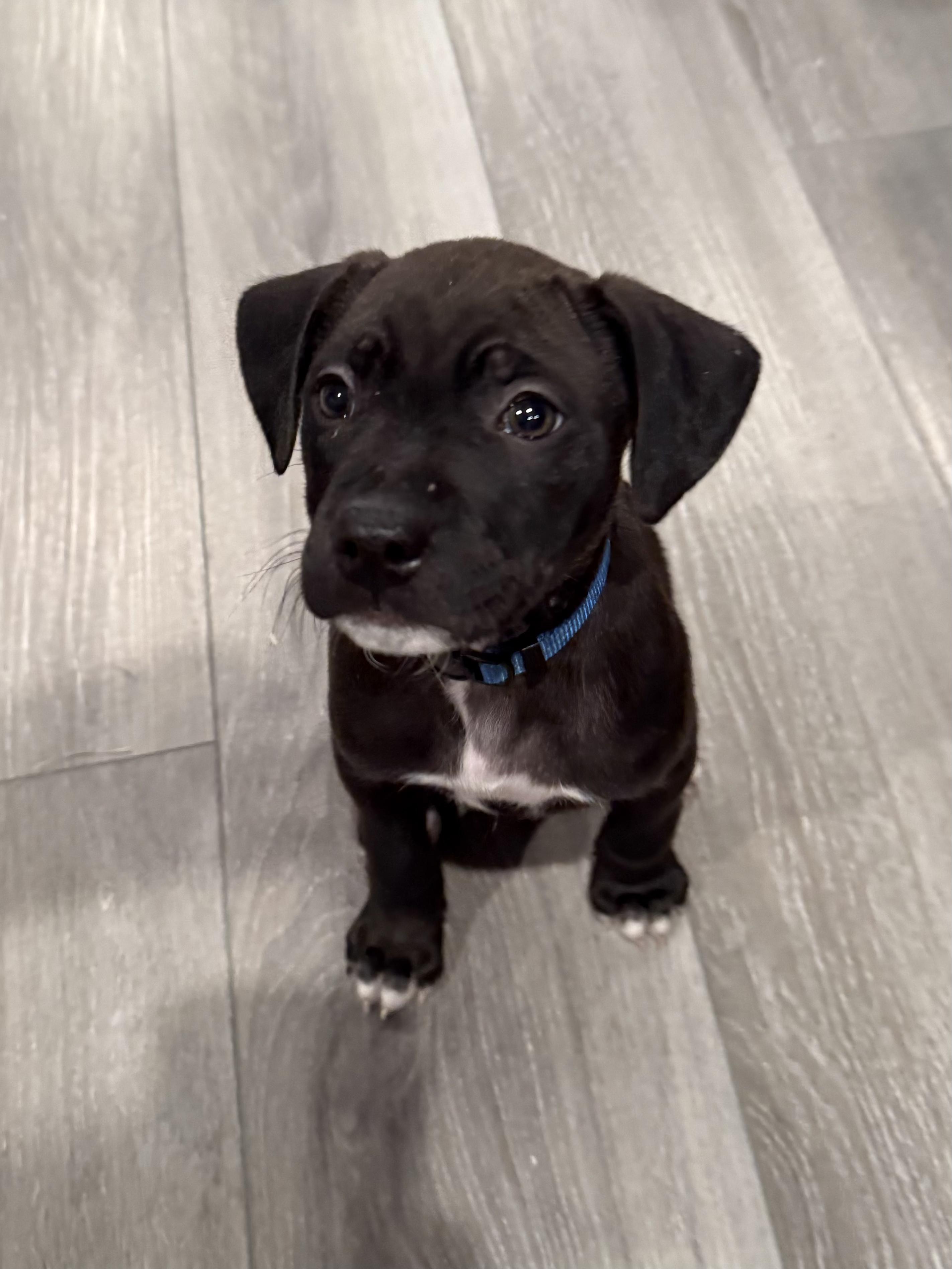 Dog for adoption - Obie, a Boxer & Black Labrador Retriever Mix in ...