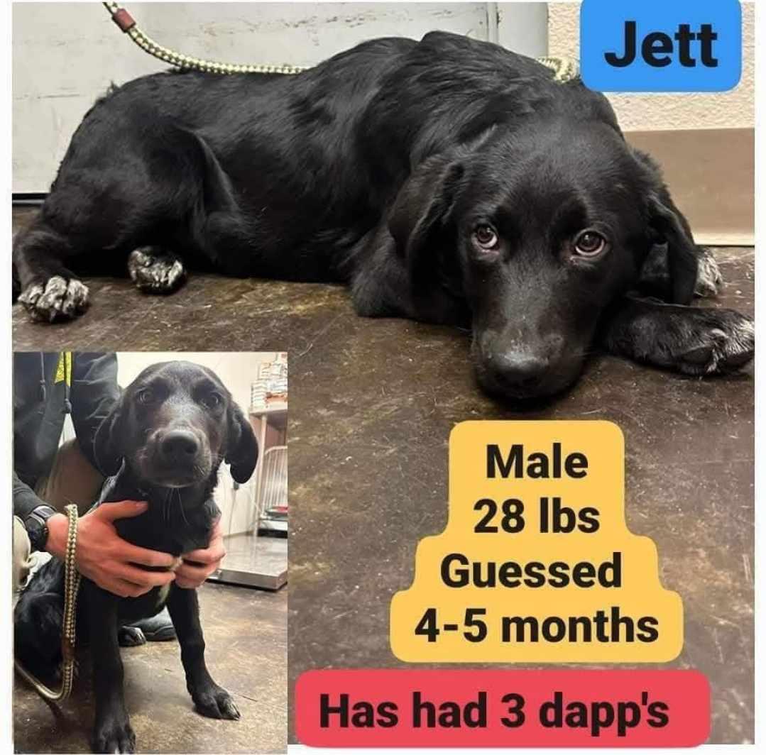 Dog for adoption - Regis, Kelly, and Jett, a Labrador Retriever & Flat ...