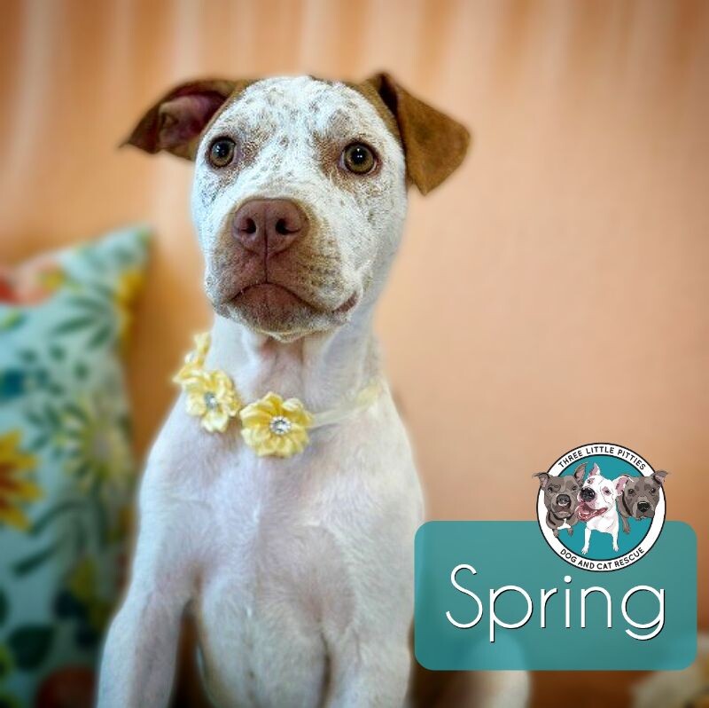 Dog for adoption - Spring Season, a Pit Bull Terrier & Terrier Mix in ...