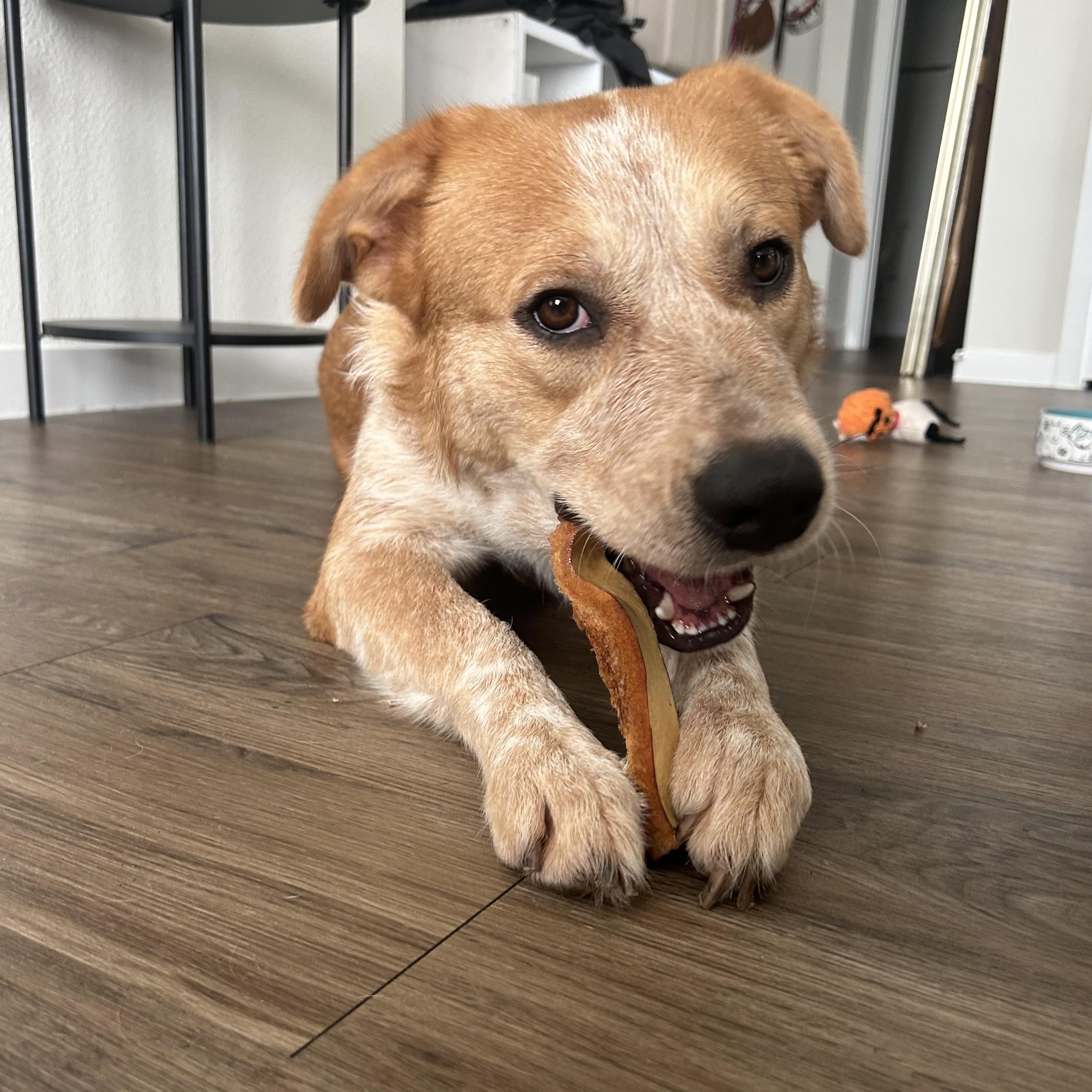 Dog for adoption - Susie, an Australian Cattle Dog / Blue Heeler ...