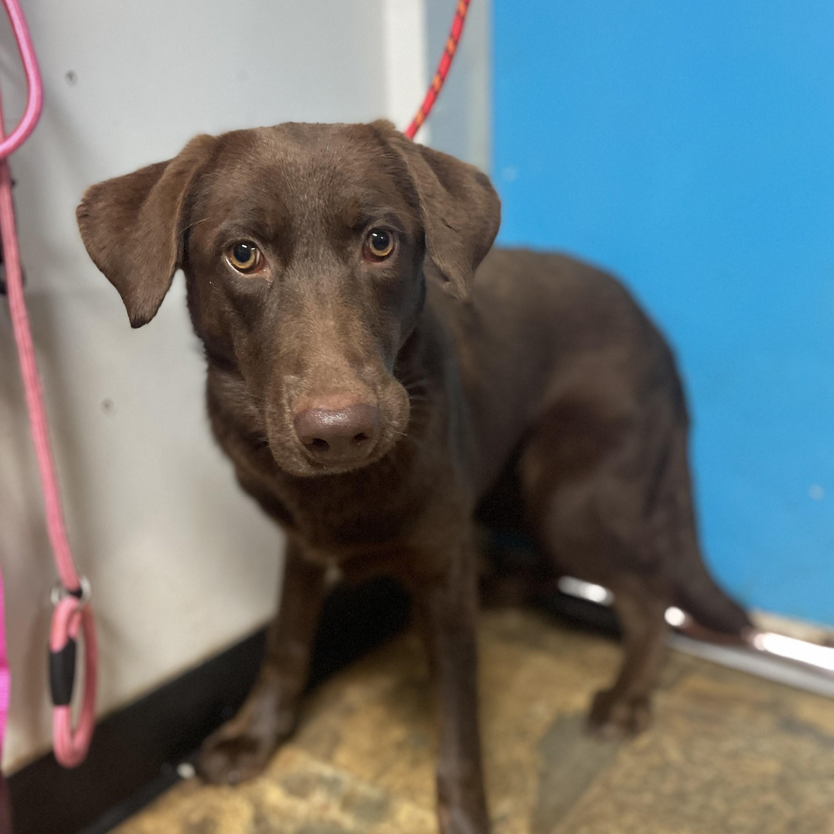 Dog for adoption - Sadie, a Chocolate Labrador Retriever Mix in Boothbay, ME | Petfinder