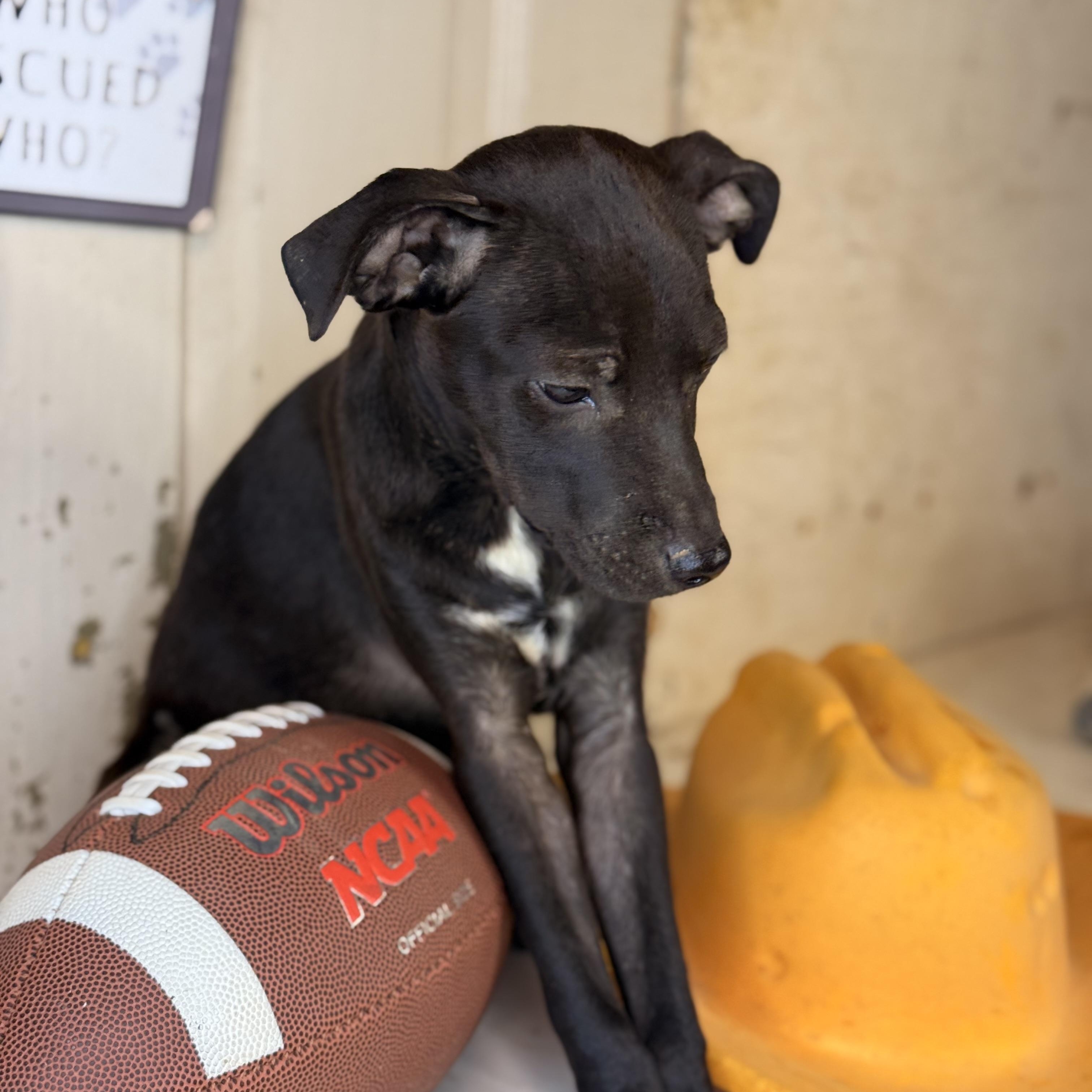 Dog for adoption - Jackson, a Rat Terrier & Feist Mix in Collinsville ...
