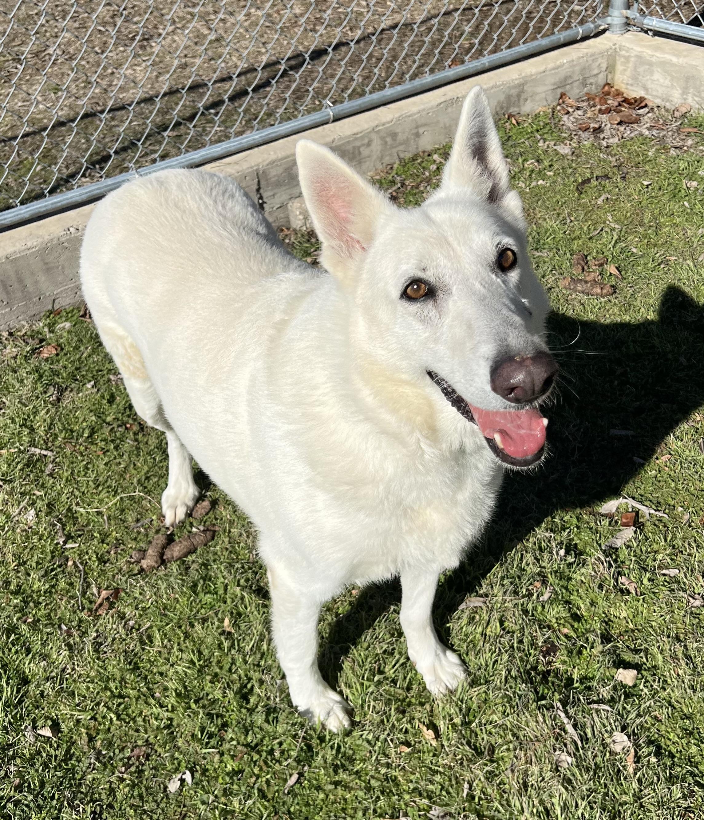 Dog for adoption - Eve, a German Shepherd Dog in Denver, CO | Petfinder