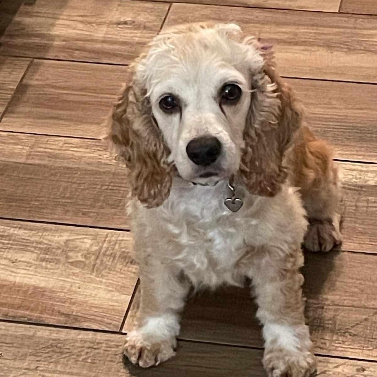 Dog for adoption - Noah & Natasha, a Cocker Spaniel in Fayetteville, NC ...