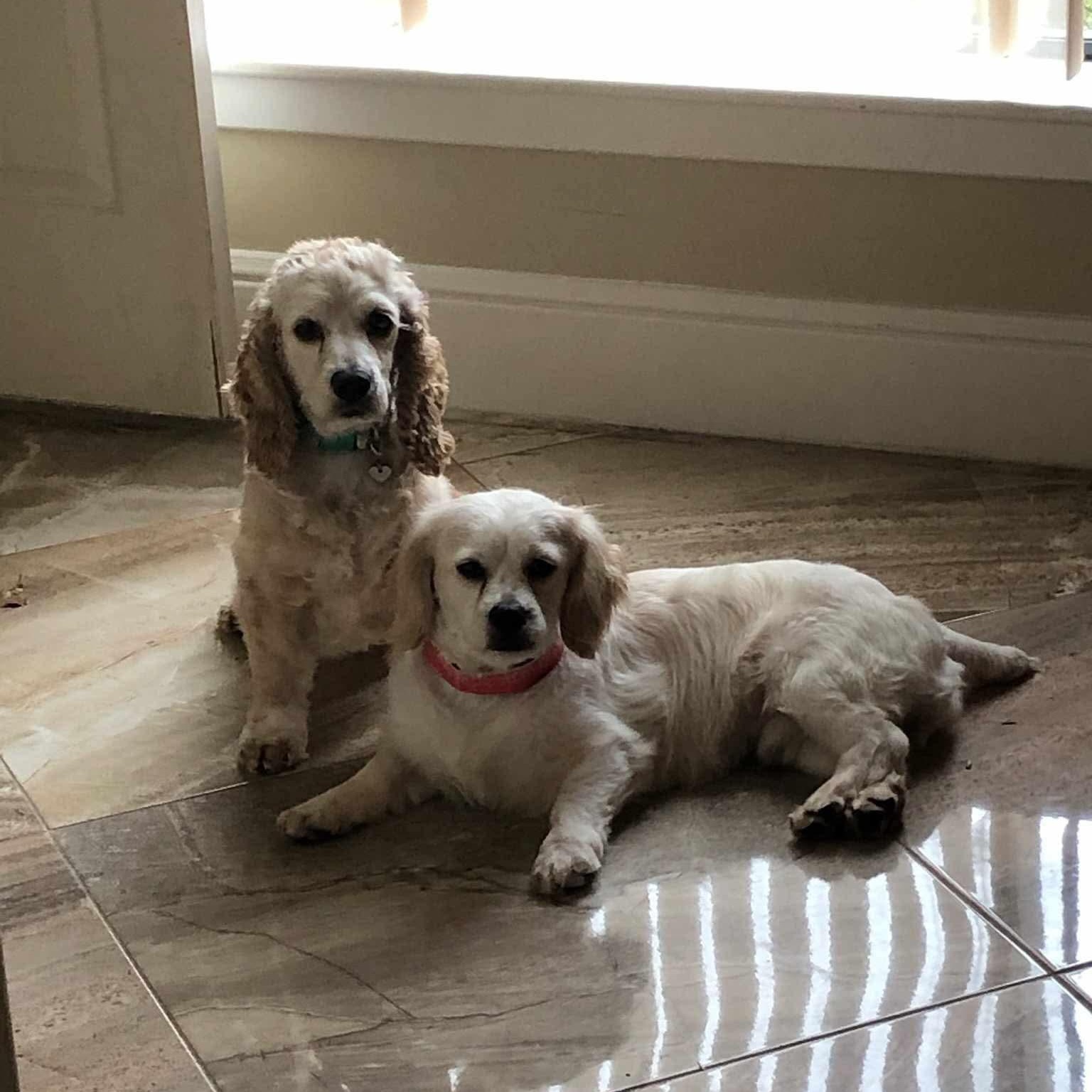 Dog for adoption - Noah & Natasha, a Cocker Spaniel in Fayetteville, NC ...