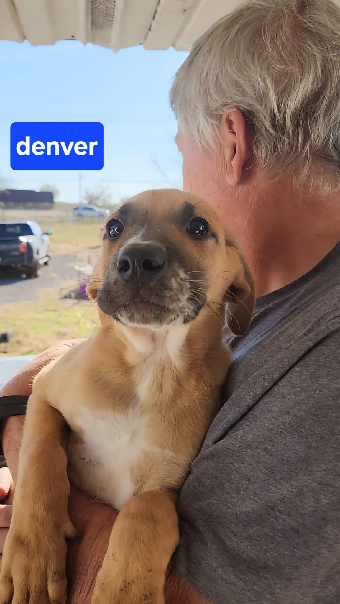 Dog for adoption - Denver, a Labrador Retriever Mix in Horseheads, NY ...