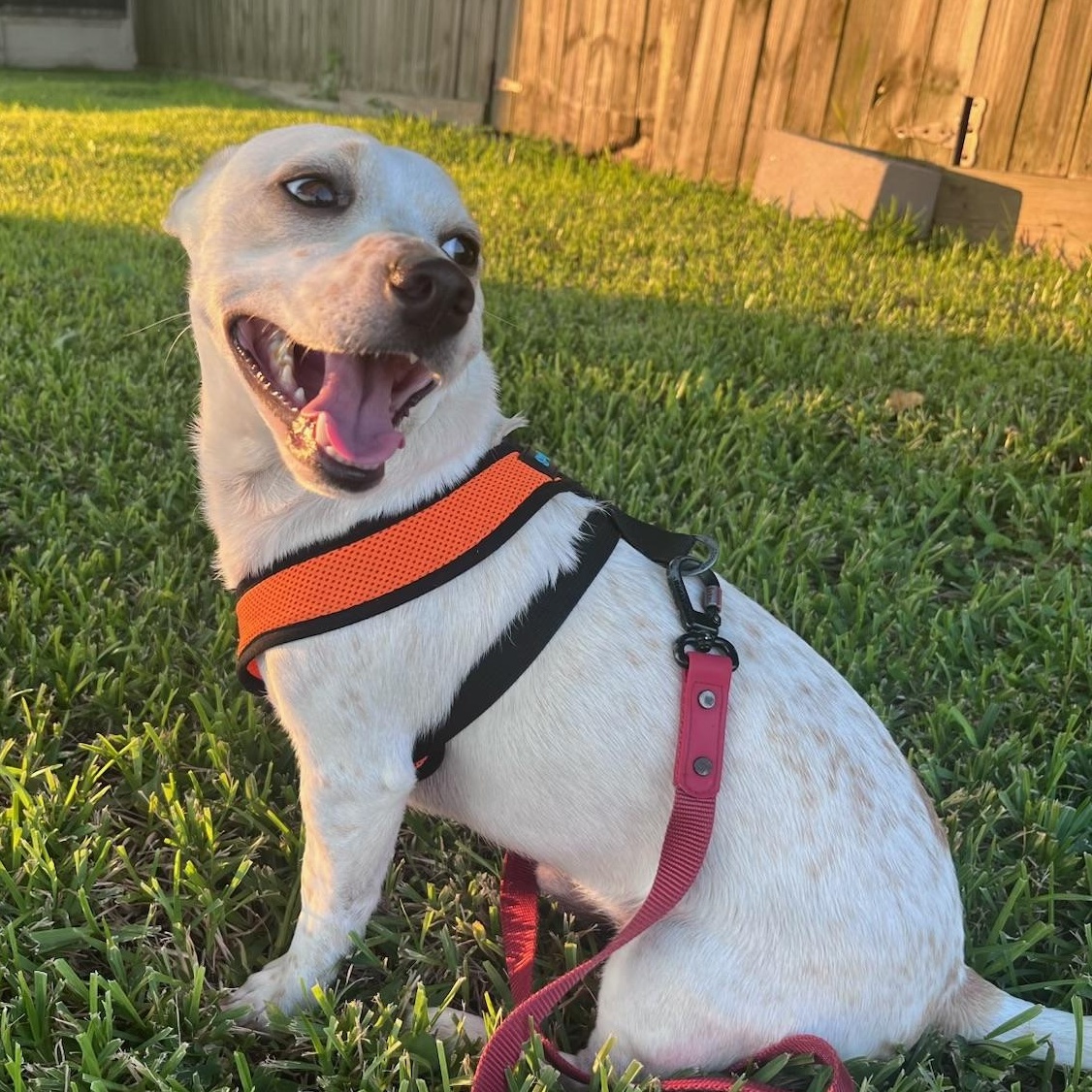 Dog for adoption - Peter, a Mixed Breed in Portland, OR | Petfinder