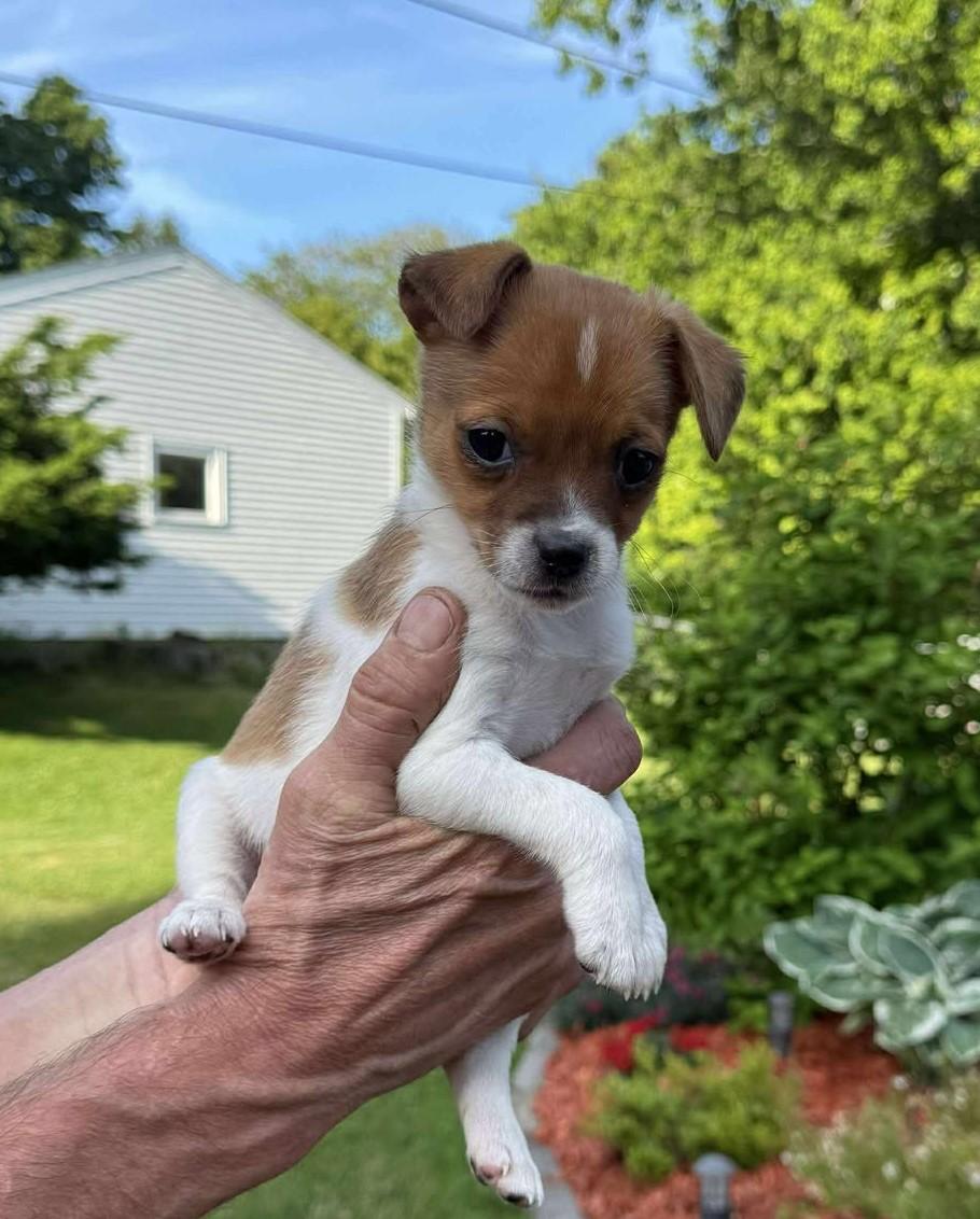 Dog for adoption - Chloe, a Chihuahua in Rochester, NY | Petfinder