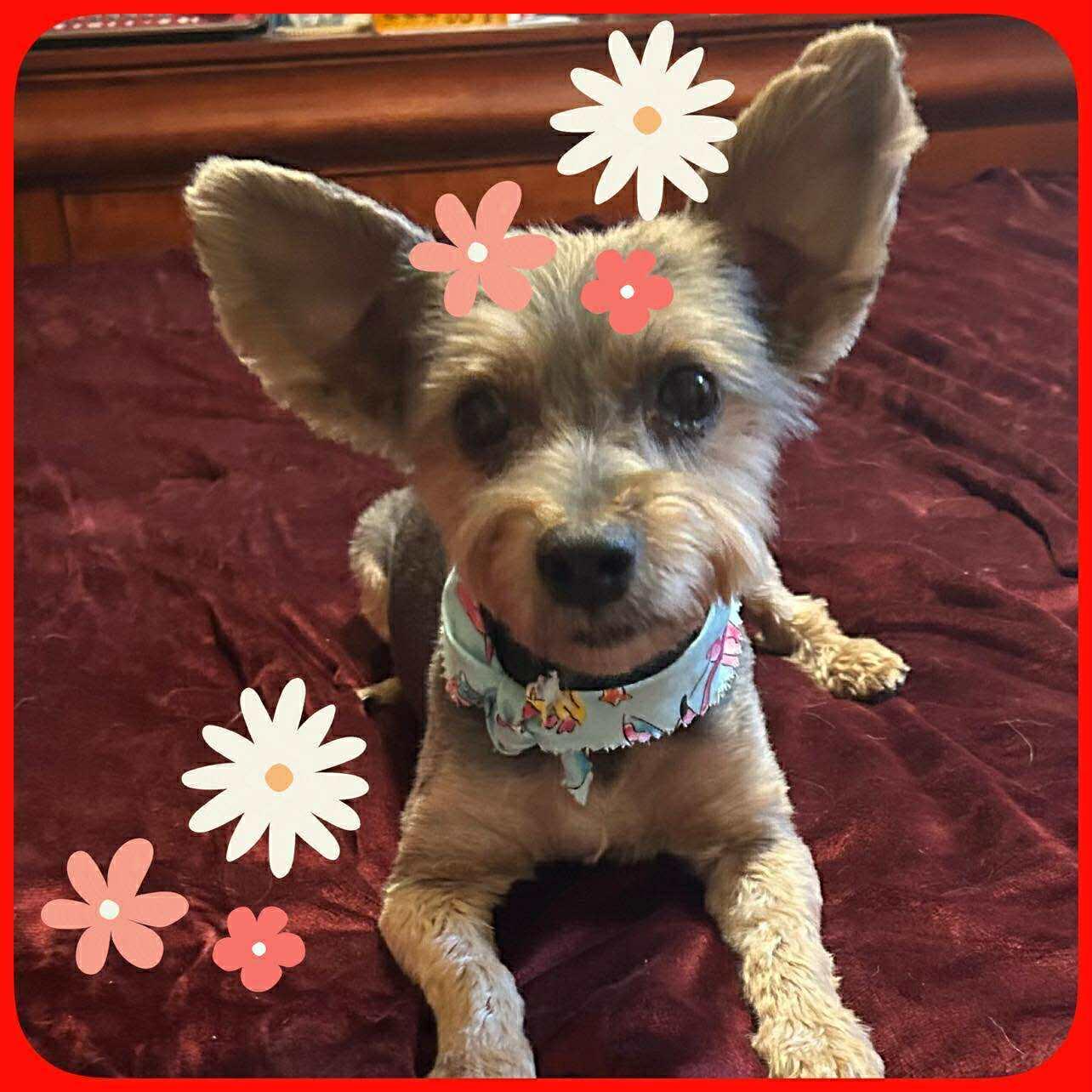 Dog for adoption - DAPHNE needs a small dog friend, a Yorkshire Terrier ...