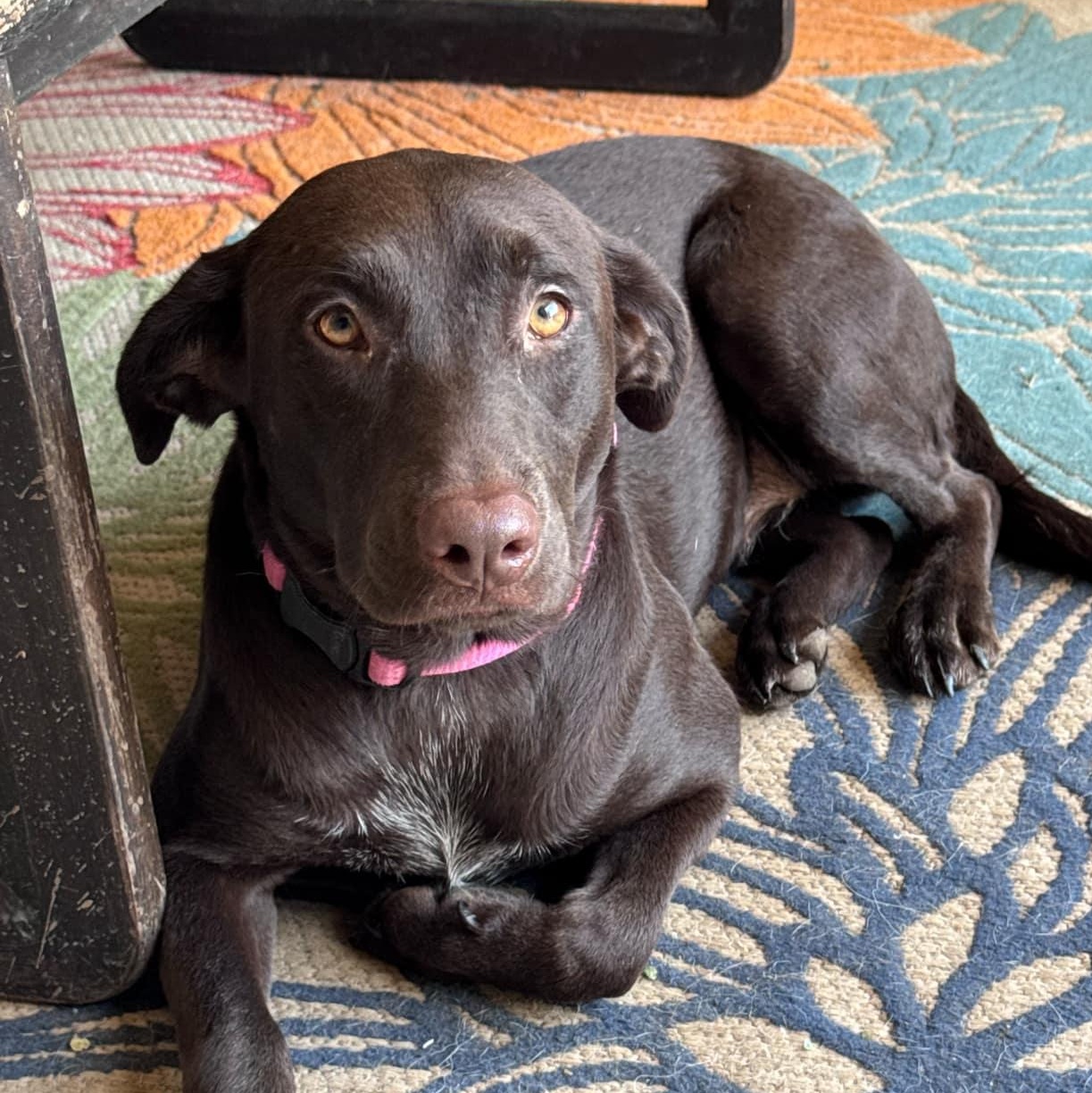 Dog for adoption - Amber, a Chocolate Labrador Retriever & Labrador Retriever Mix in Brattleboro ...