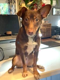 Dog for adoption - Brendan 8 Month Old Mini Pincher/Kelpie Boy, a ...