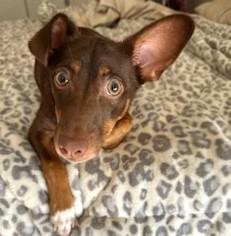 Dog for adoption - Brendan 8 Month Old Mini Pincher/Kelpie Boy, a ...