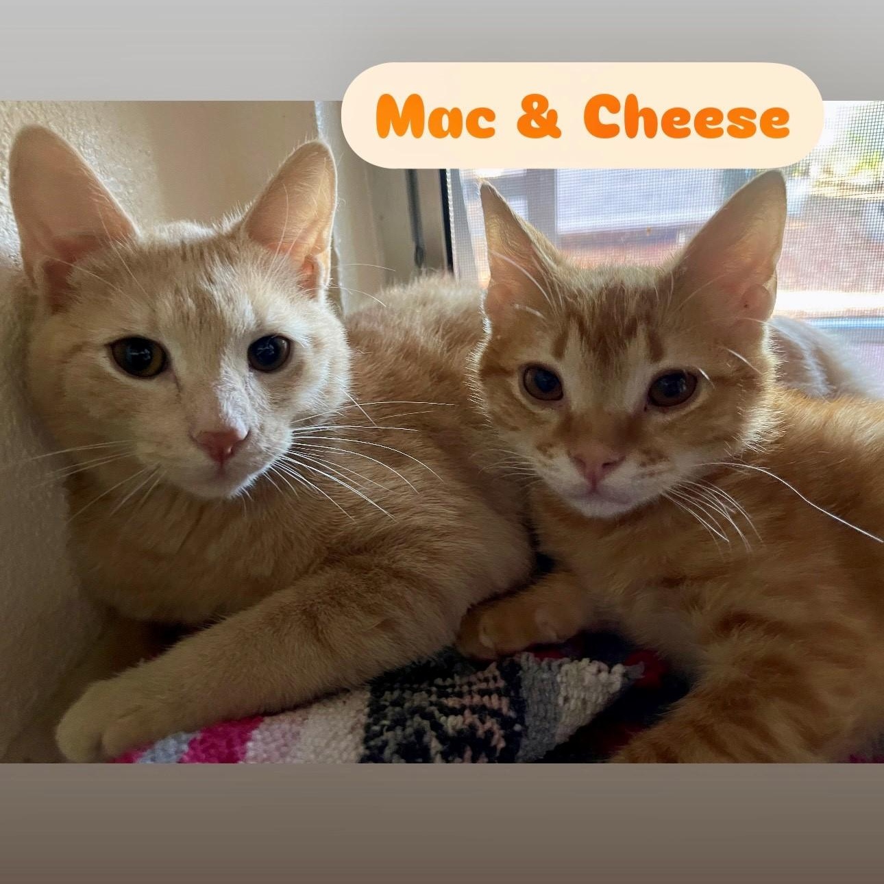 Cat for adoption - Mac and Cheese, a Tabby in Vernon , CT | Petfinder