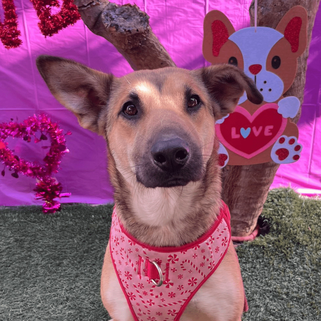 Dog for adoption - Melissa, a Labrador Retriever & Shepherd Mix in Las ...