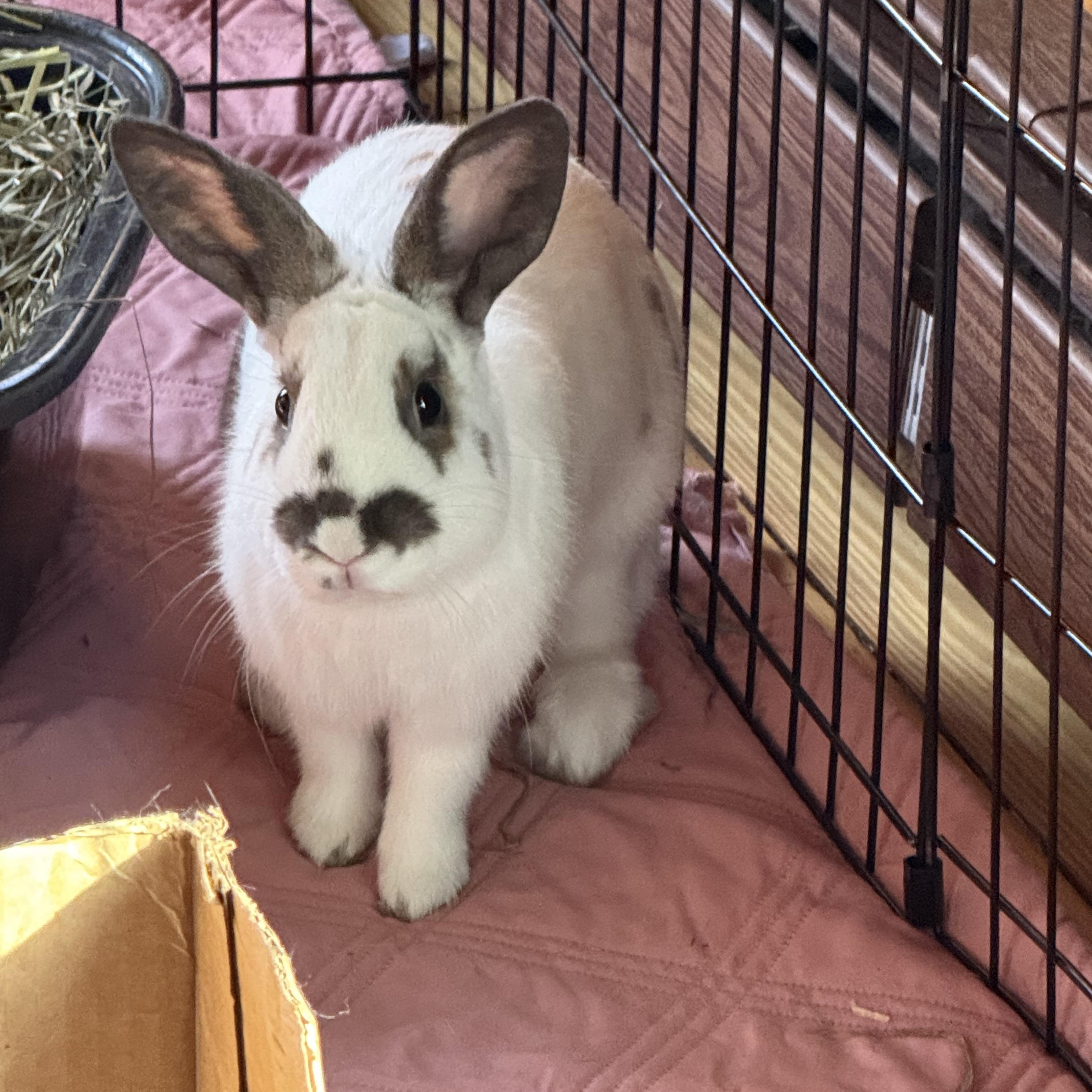 Rabbit for adoption - Montana, a Bunny Rabbit Mix in Brick, NJ | Petfinder