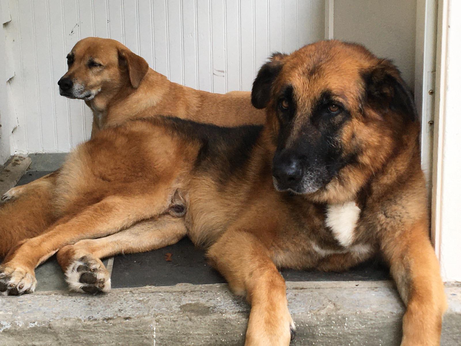 Dog for adoption - Our sweet & resilient Rambo from Kuwait, a German ...