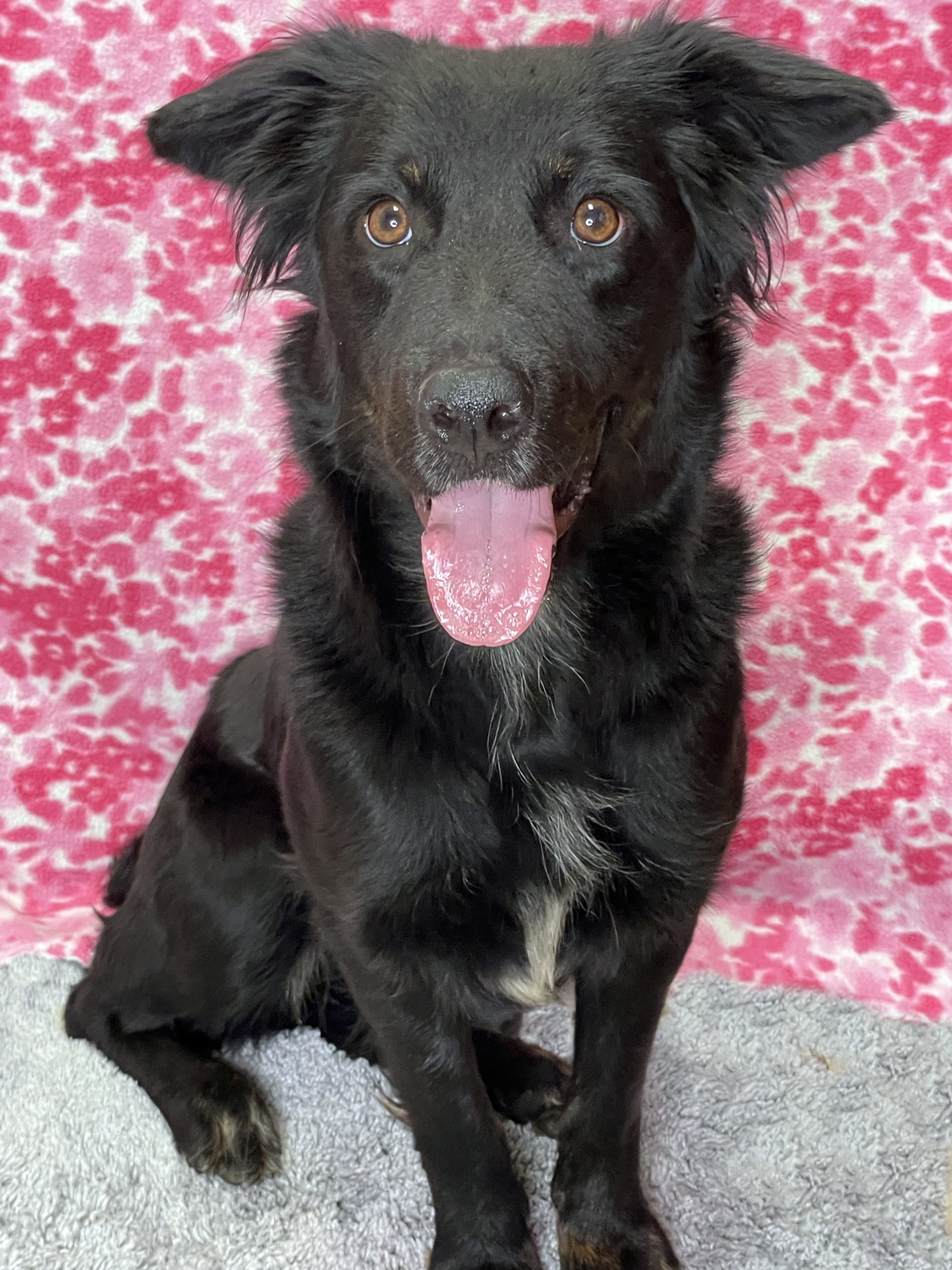 Available Dogs - The A.R.K - Animal Recycling Kennel