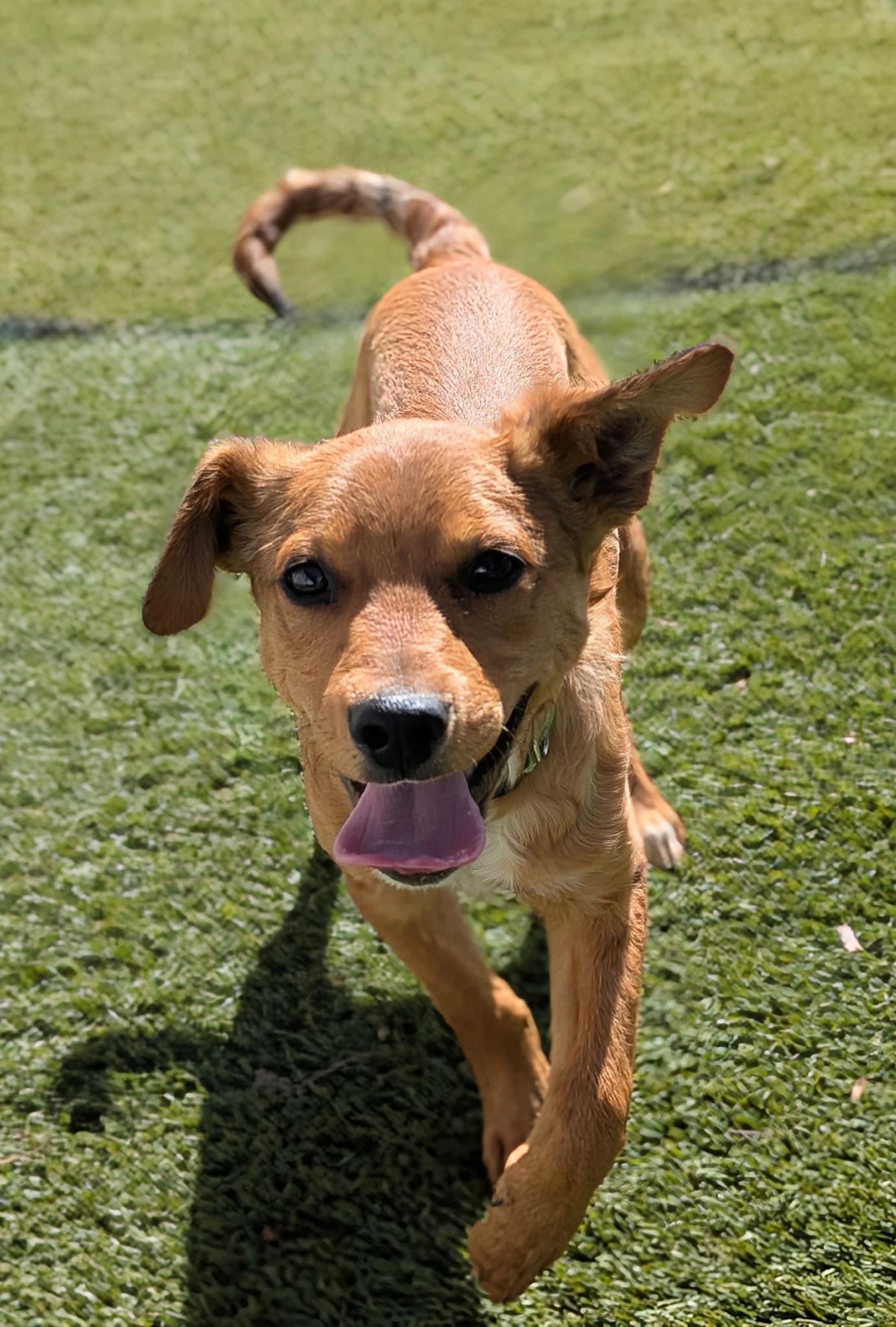Dog for adoption - Eddie, a Papillon & Labrador Retriever Mix in Agua ...