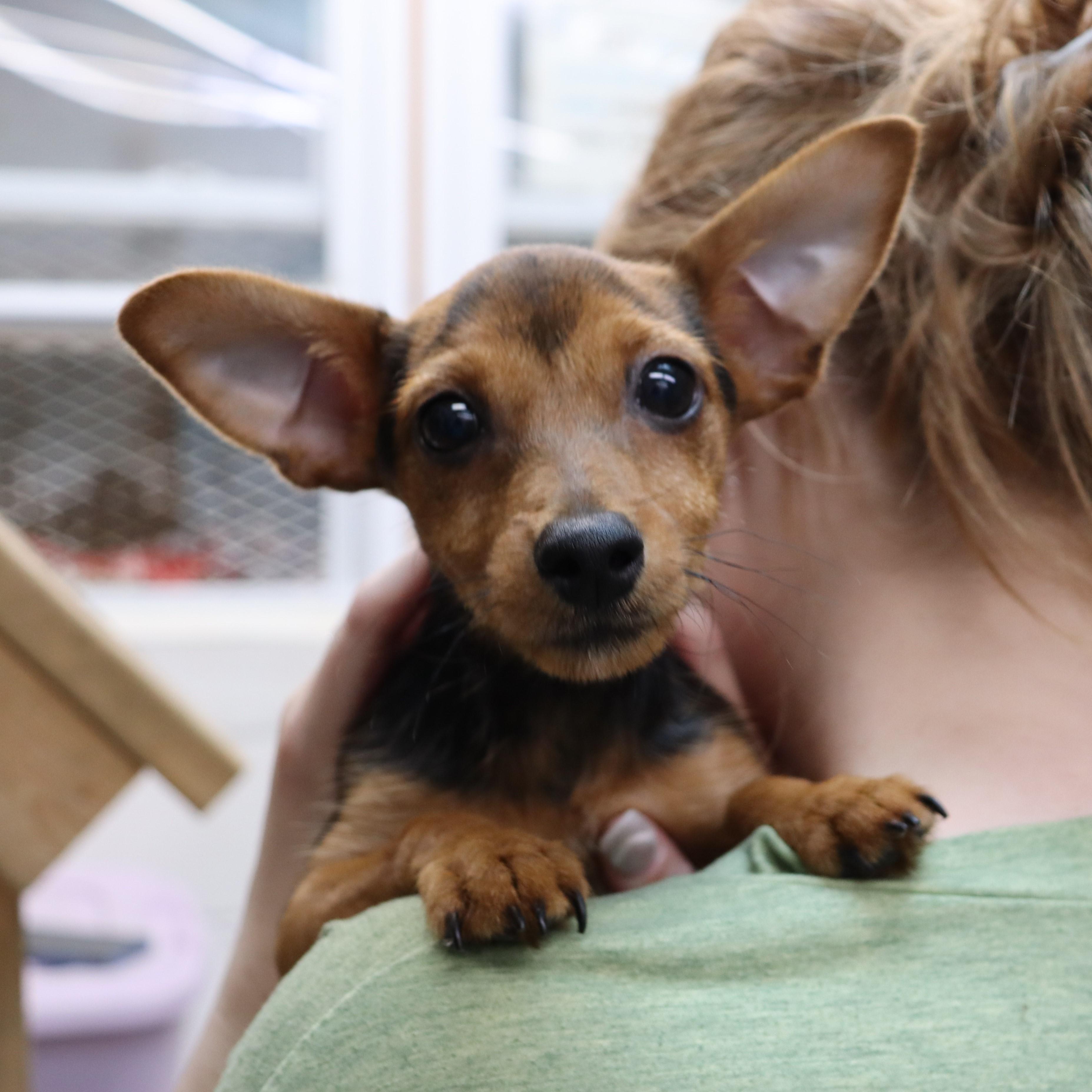Dog for adoption - Peanut, a Chihuahua & Miniature Pinscher Mix in ...