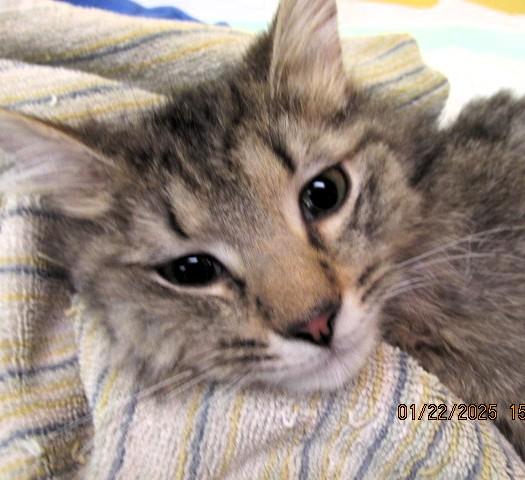 Cat for adoption - Layne, a Maine Coon & Domestic Long Hair Mix in ...