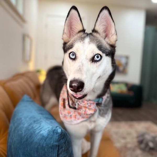 Dog for adoption - Skye, a Siberian Husky & Husky Mix in Vancouver, WA ...