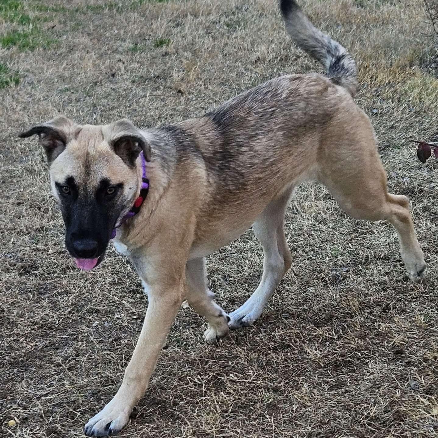 Dog for adoption - Ellie, a German Shepherd Dog Mix in Cheyenne, WY ...