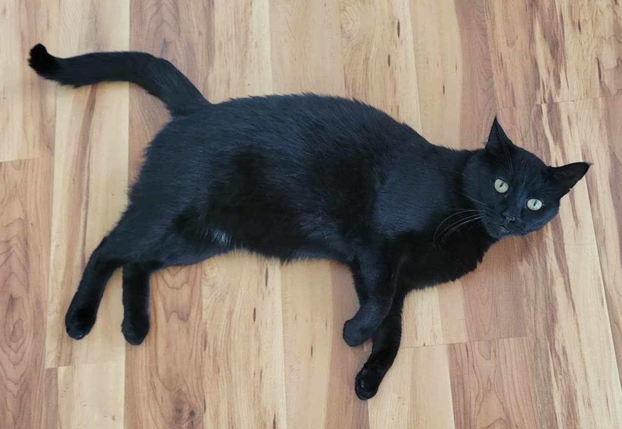 Adopt a Cat MN | Cat Adoption Minnesota | Pet Haven